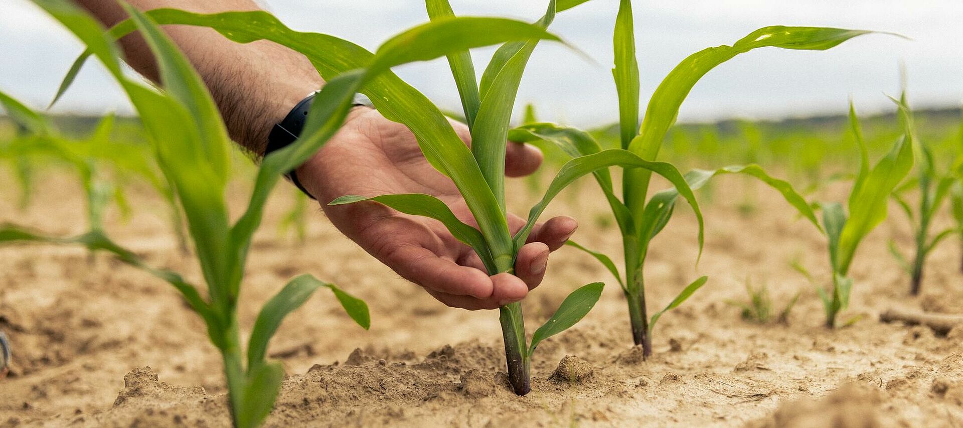 In control with Koppert: Biological crop protection since 1967