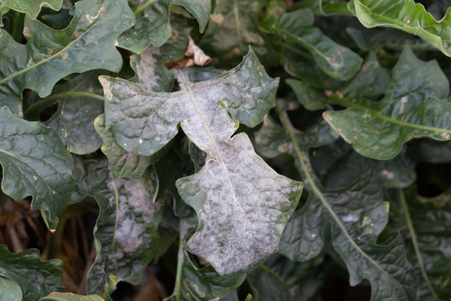 Powdery mildew - Prevention, Control and Damage