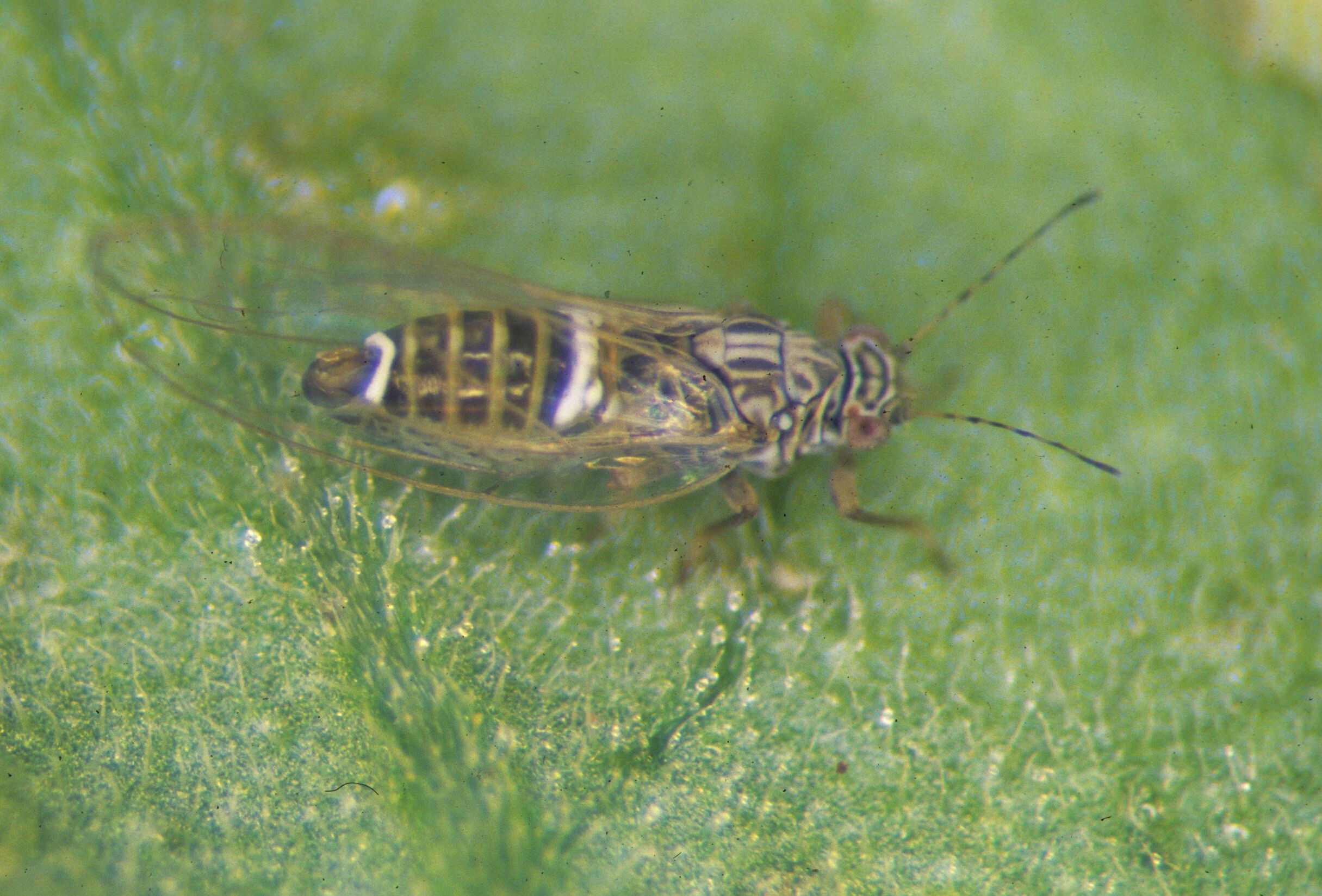 Potato/tomato psyllid - Biocontrol, Damage and Life Cycle
