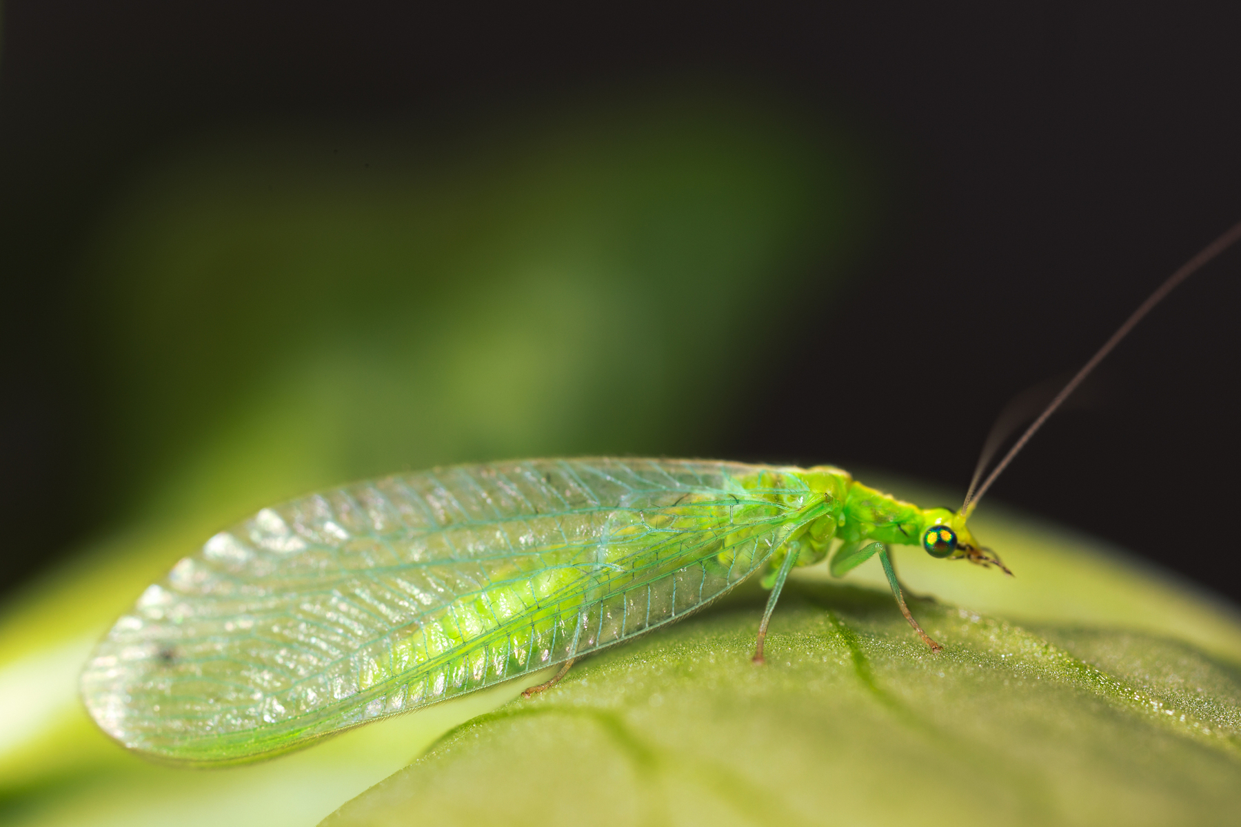 Chrysoperla carnea - Green lacewing for pest control