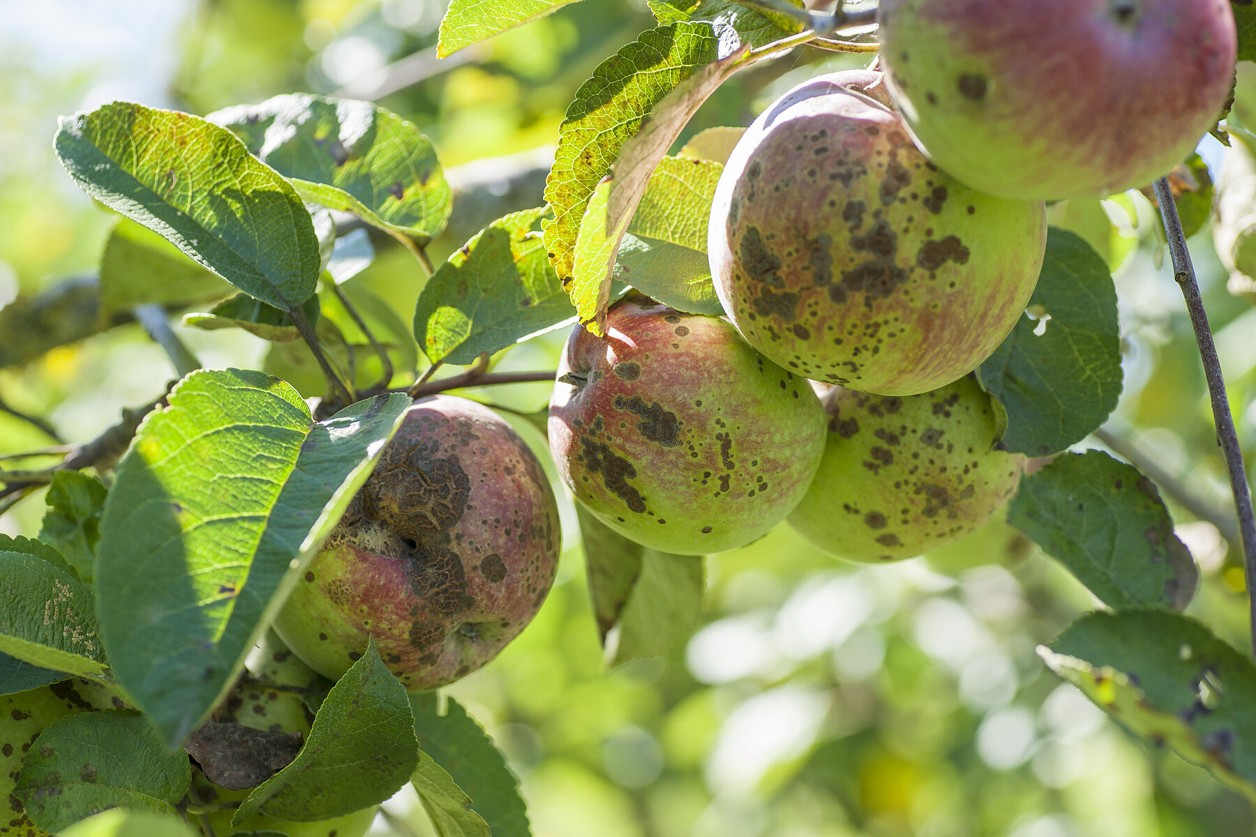 Apple scab - Prevention, Control and Damage