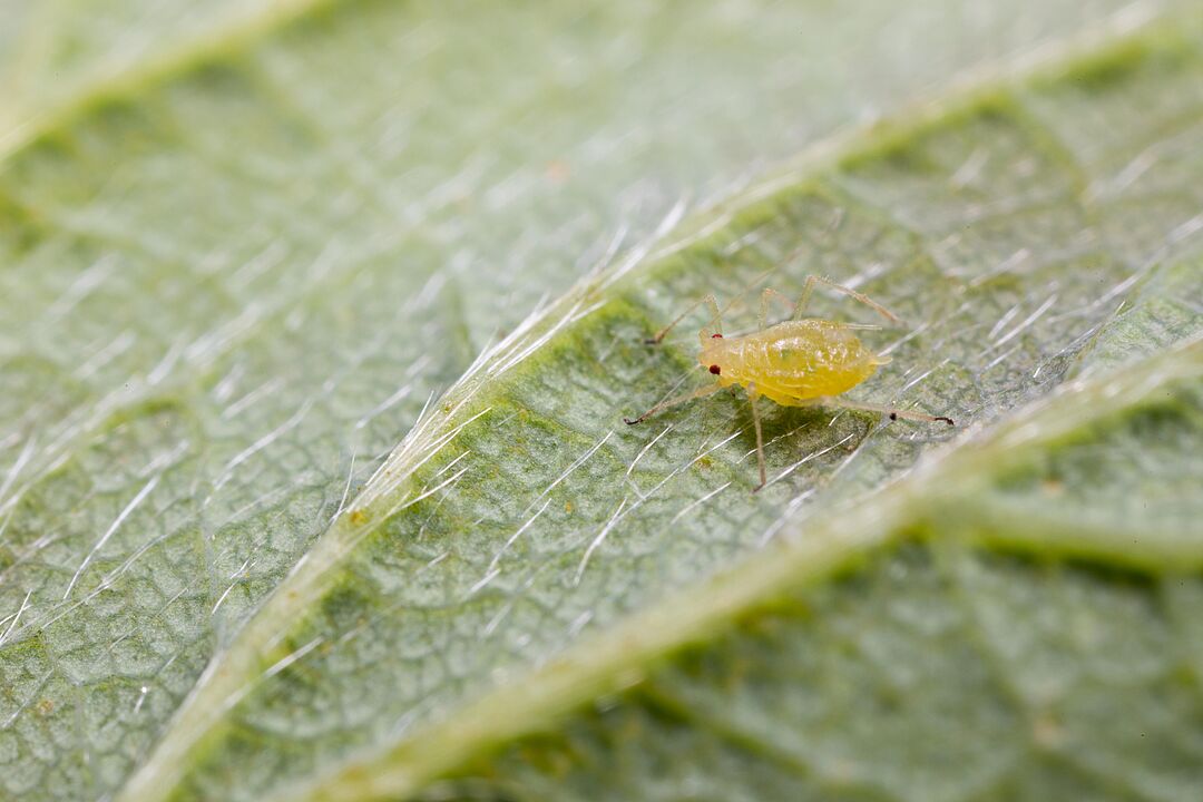aphid eggs yellow