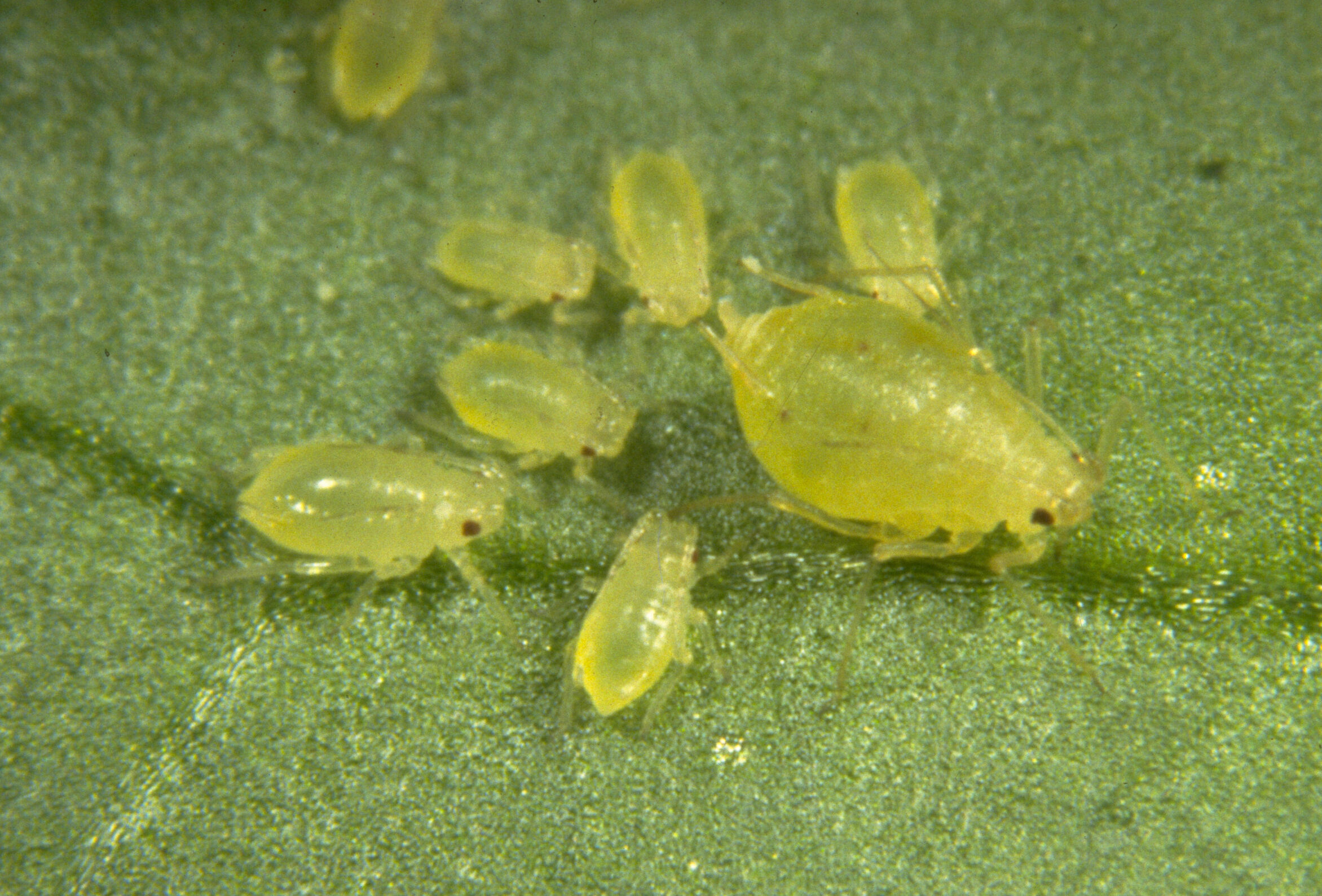 Green peach aphid - Biocontrol, Damage and Life Cycle