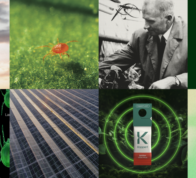 Nothing Beats Original Predatory Mites from Koppert