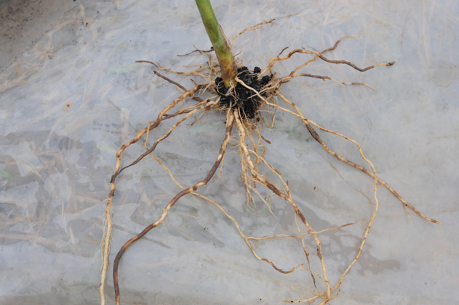 Brown root rot, corky root rot - Prevention, Control and Damage