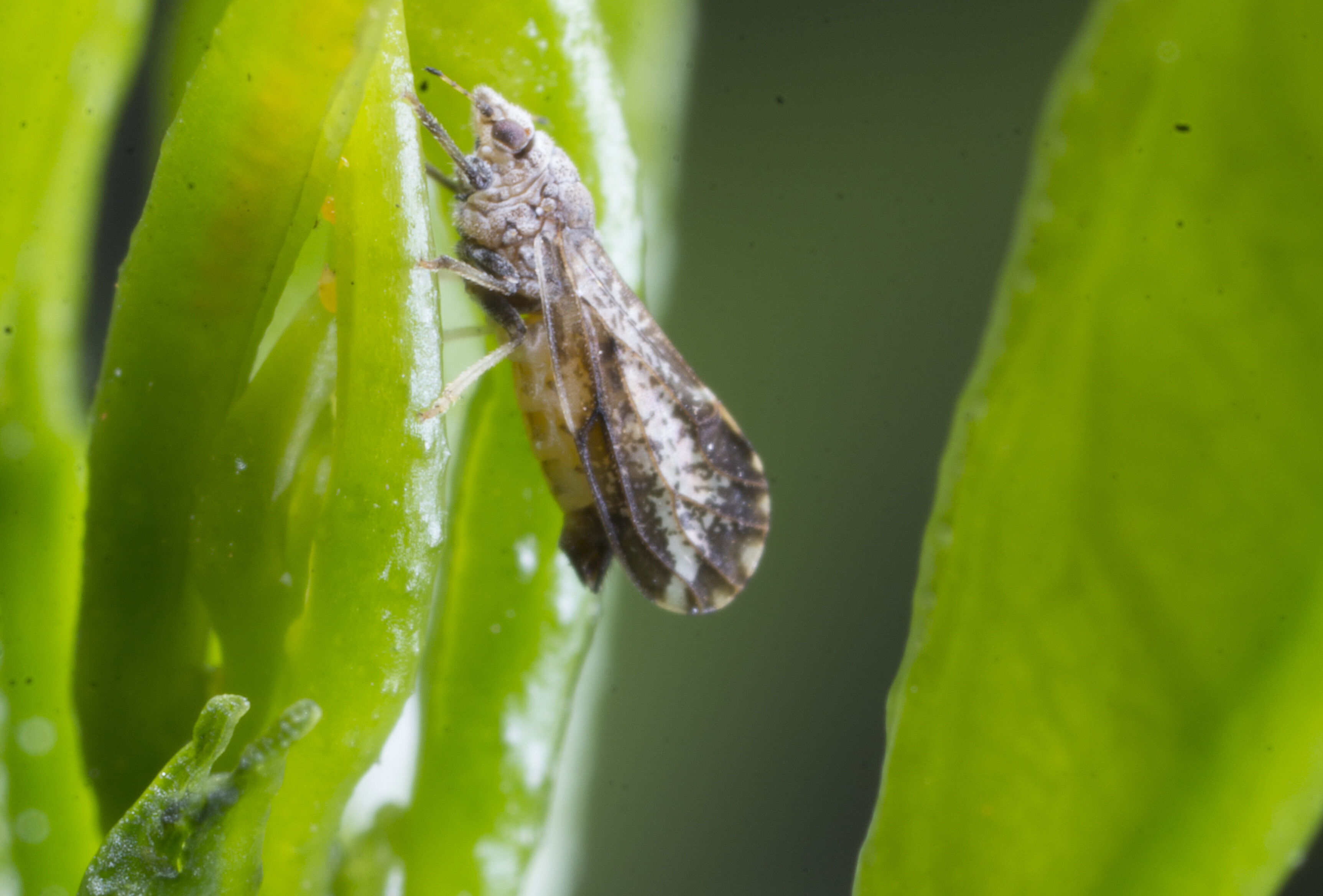 Asian citrus psyllid - Biocontrol, Damage and Life Cycle