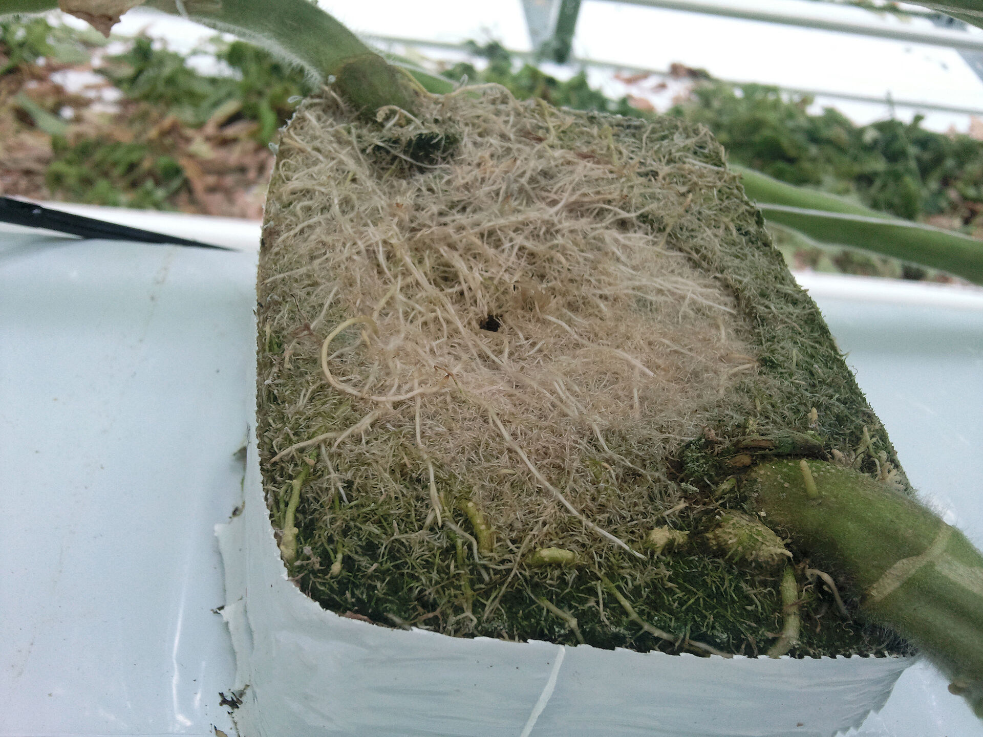 Crazy roots, hairy roots, crown gall - Prevention, Control and Damage