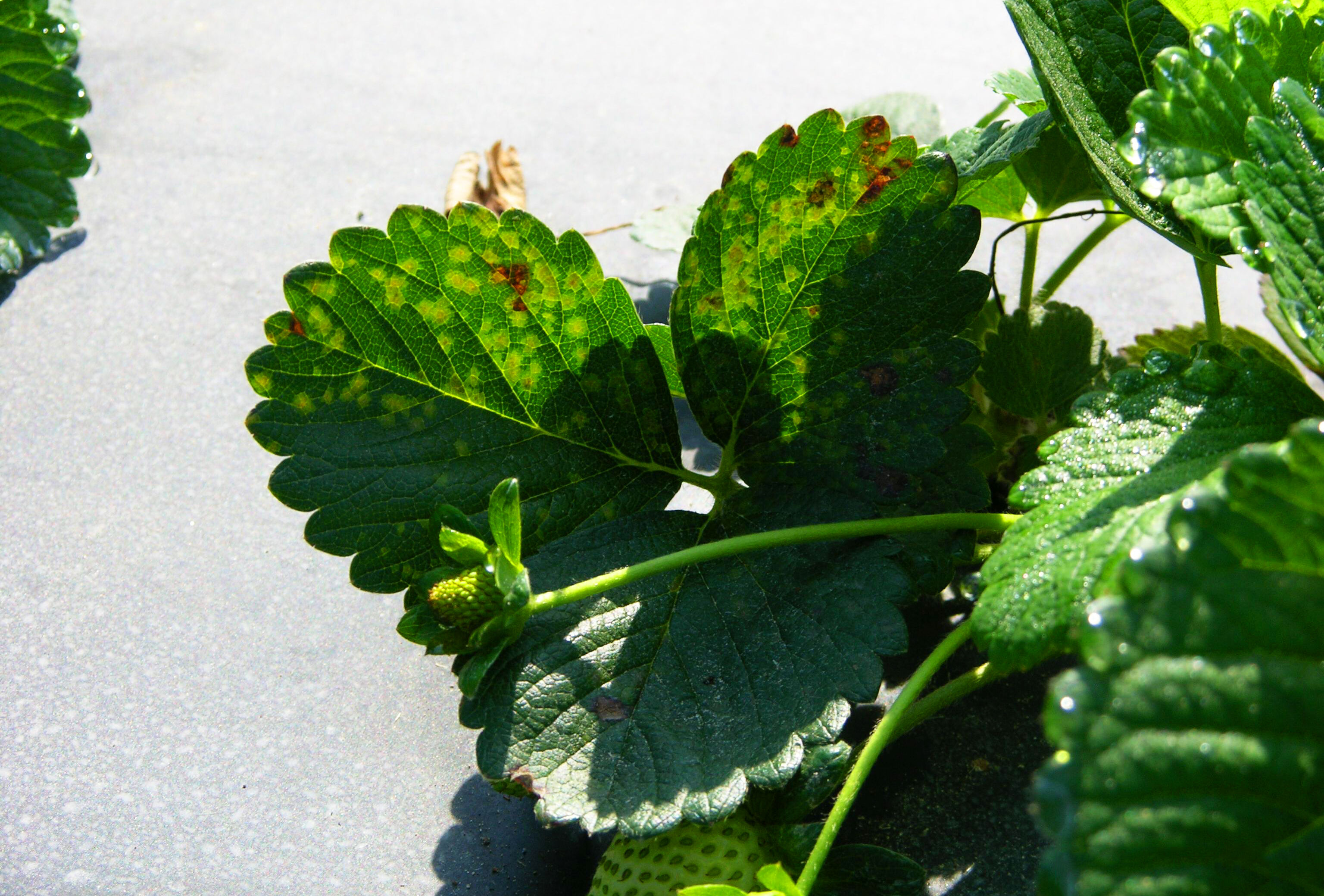 Angular leaf spot - Prevention, Control and Damage