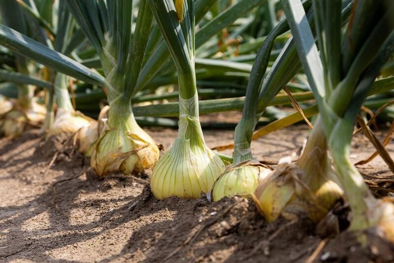 Effective control of onion fly with beneficial nematodes | Koppert Global