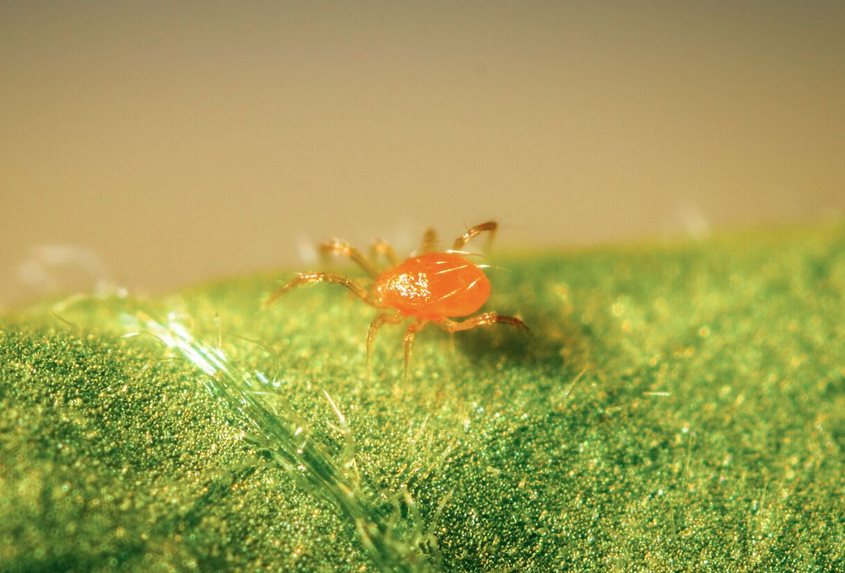Phytoseiulus persimilis - Predatory Mite for Spider Mite Control