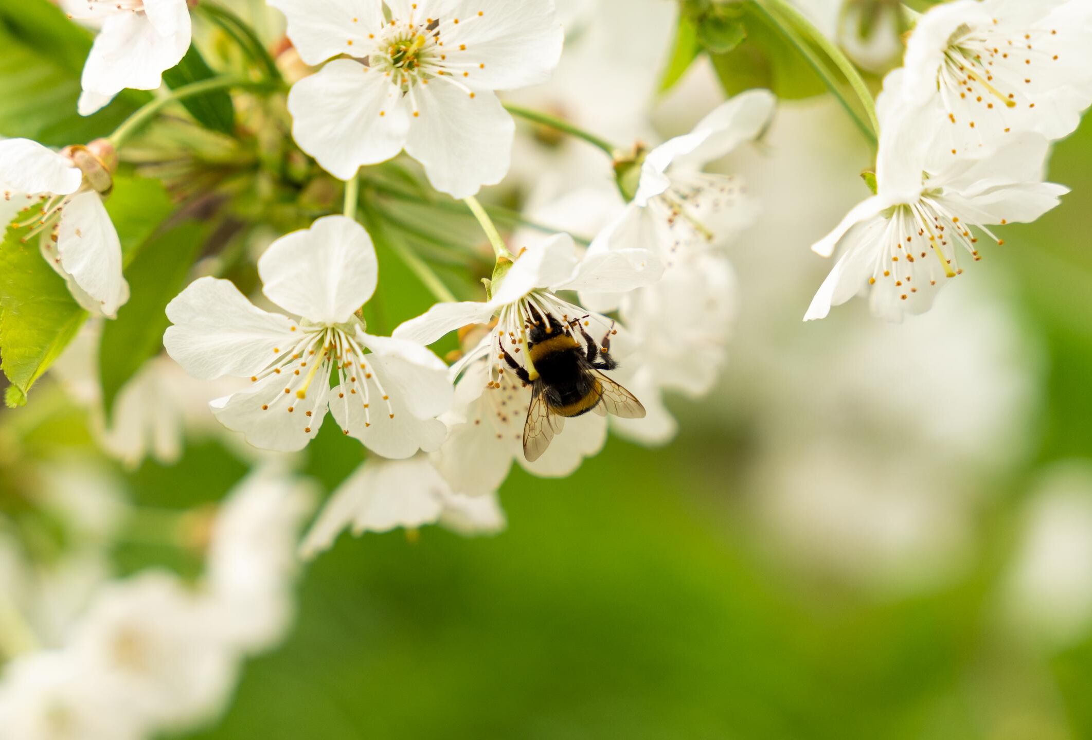 Open Field Crops Pollination with Bumblebees