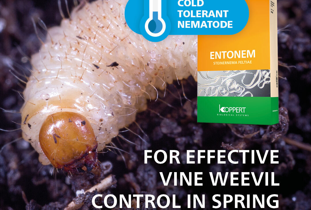 Extended season for nematode biocontrol with Entonem | Koppert Global