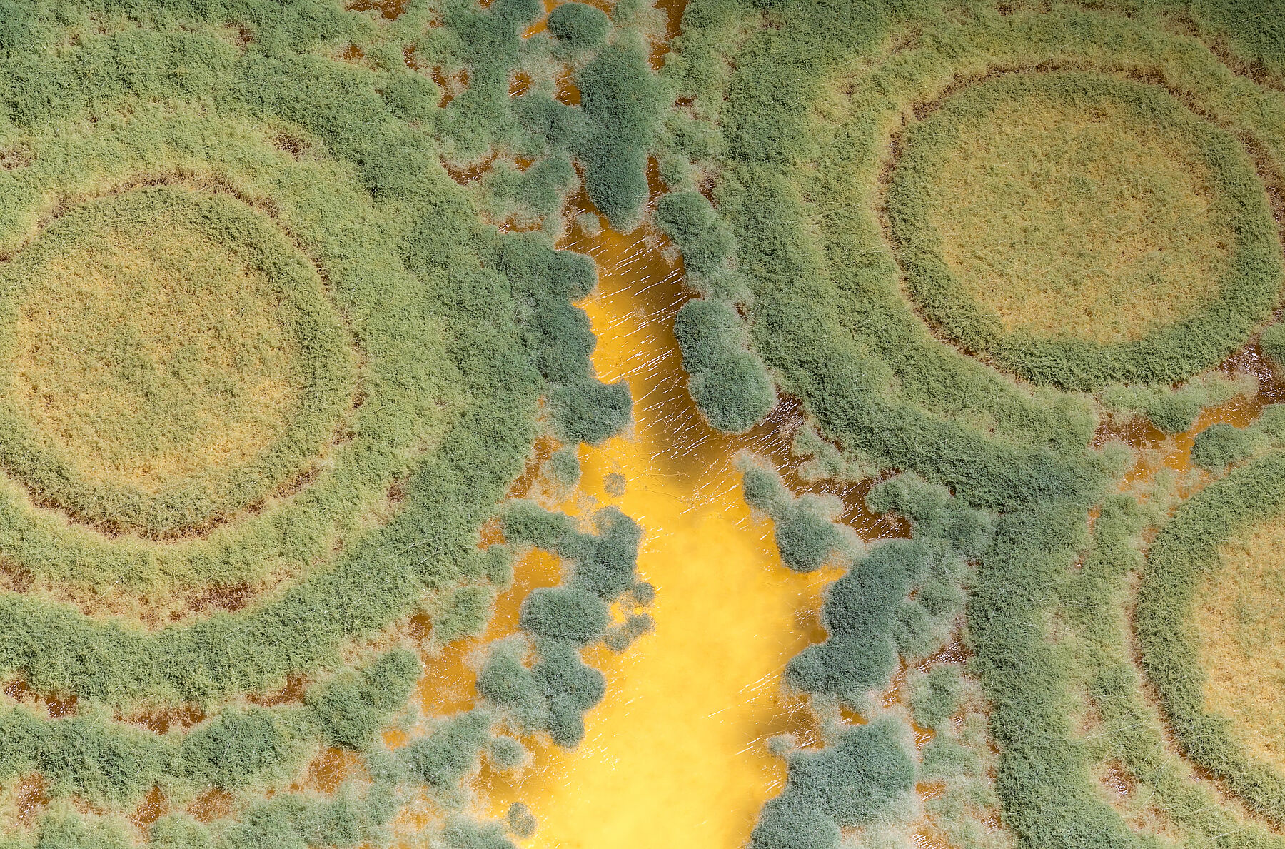 Biological crop protection opportunities for integrated pest management ...