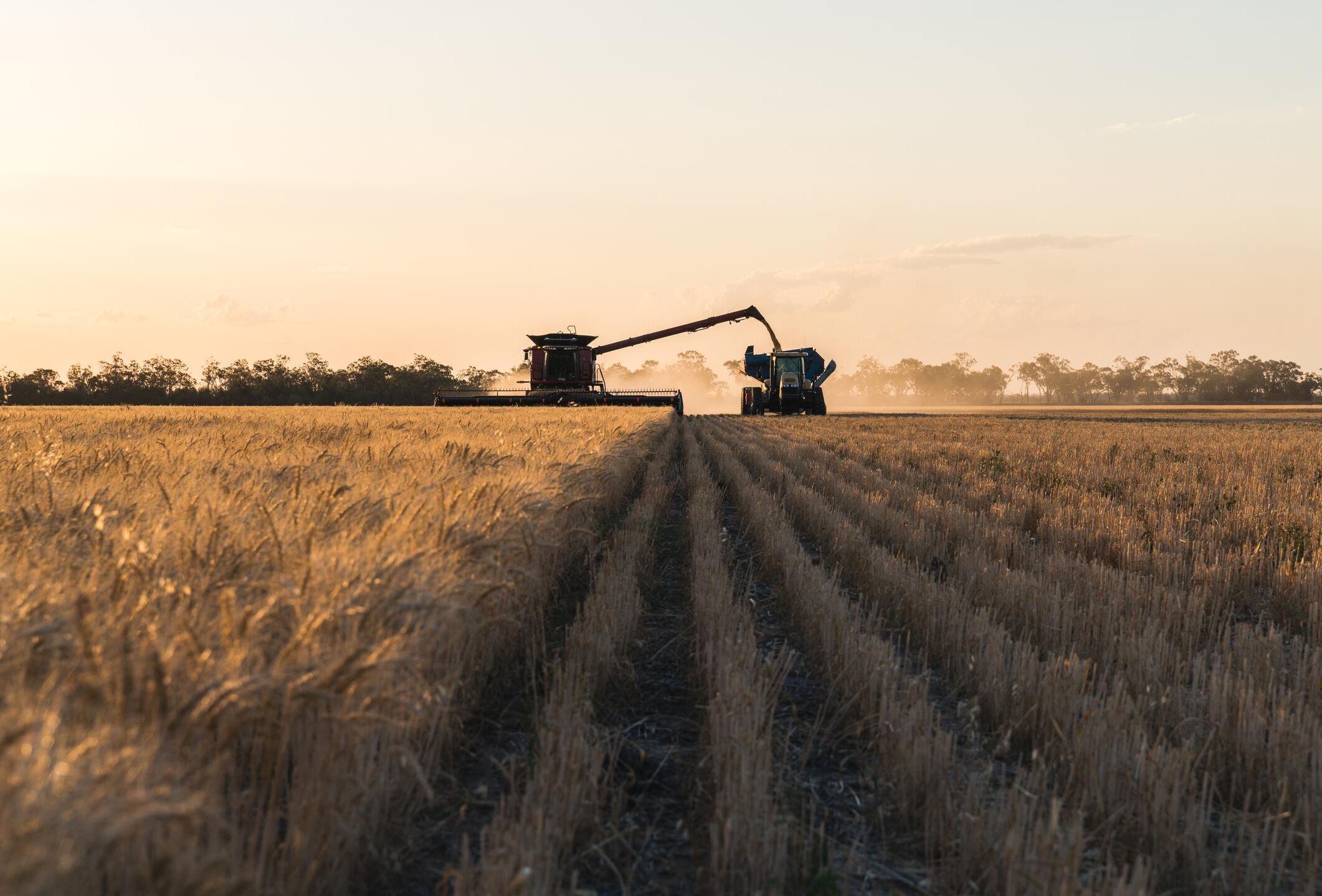 Cerall, a powerful seed treatment solution against seed-borne diseases ...