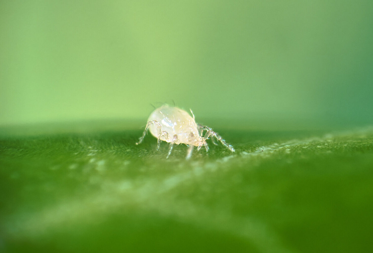 Transeius montdorensis - Predatory Mite for Pest Control