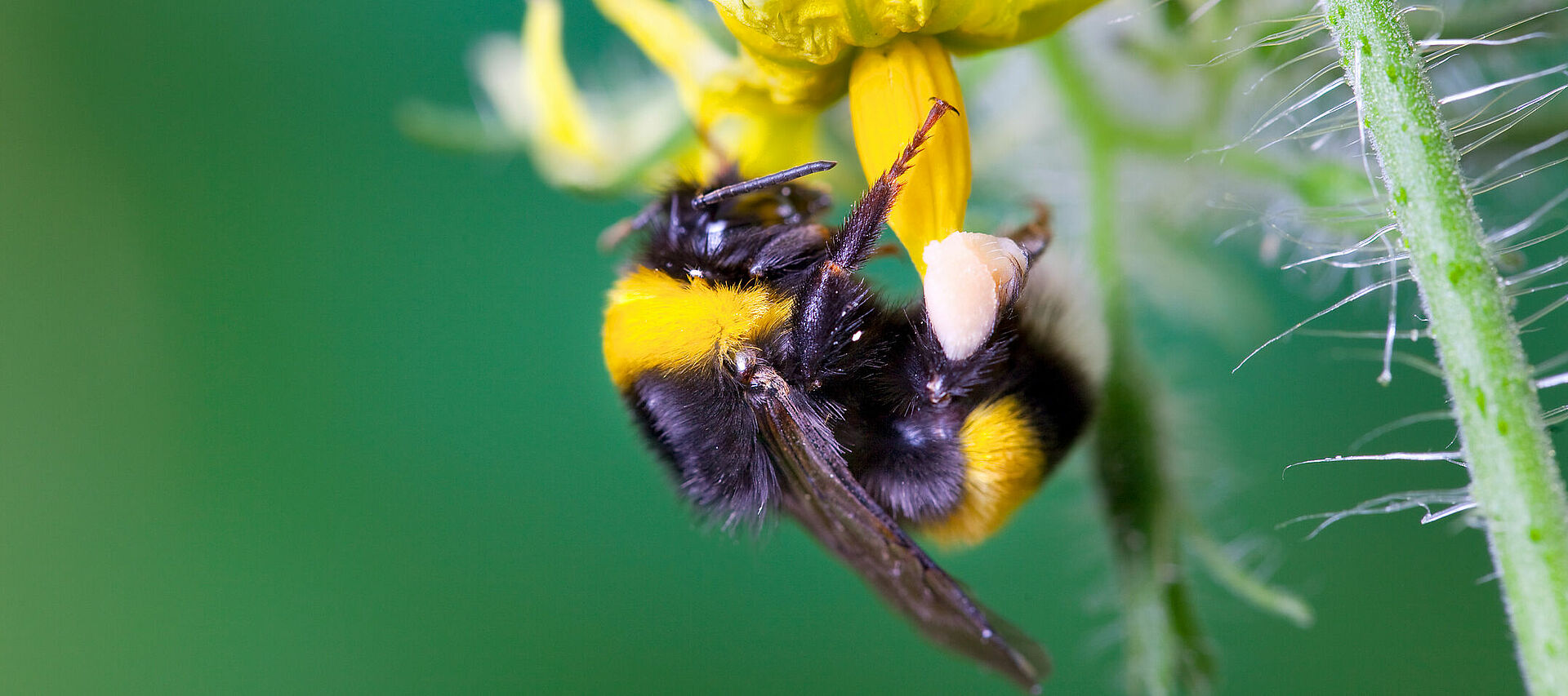 All about Pollination - Bumblebees and Flies for Horticulture and ...