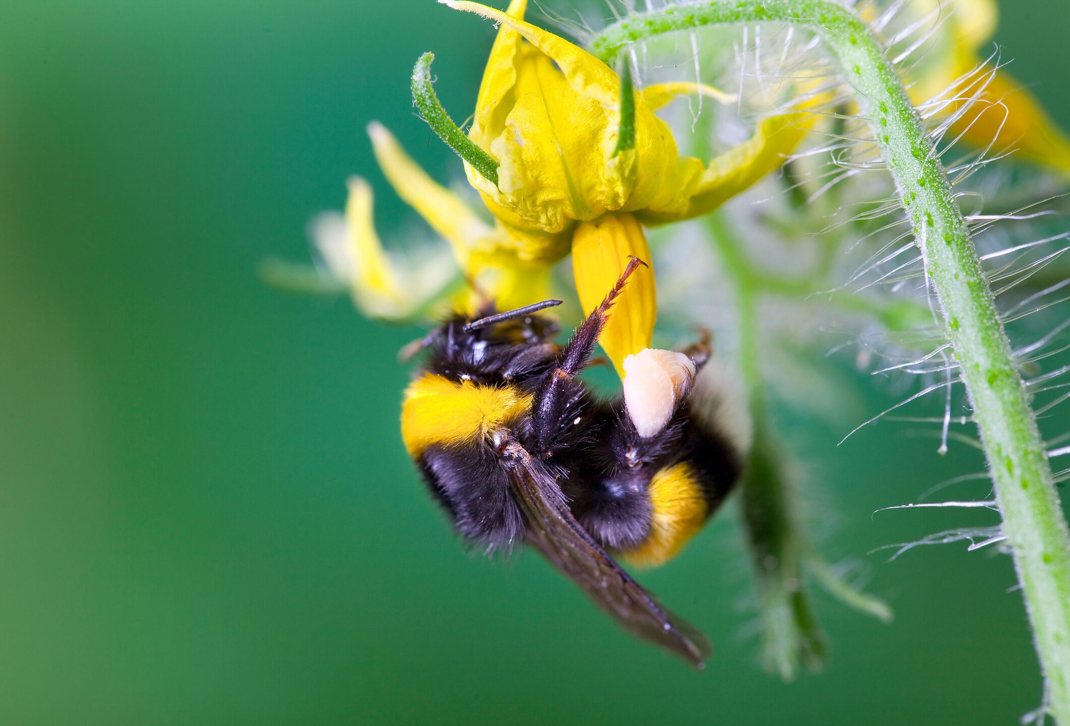 Tomato Pollination Checklist - Get the Best Pollination Results with Bumblebees