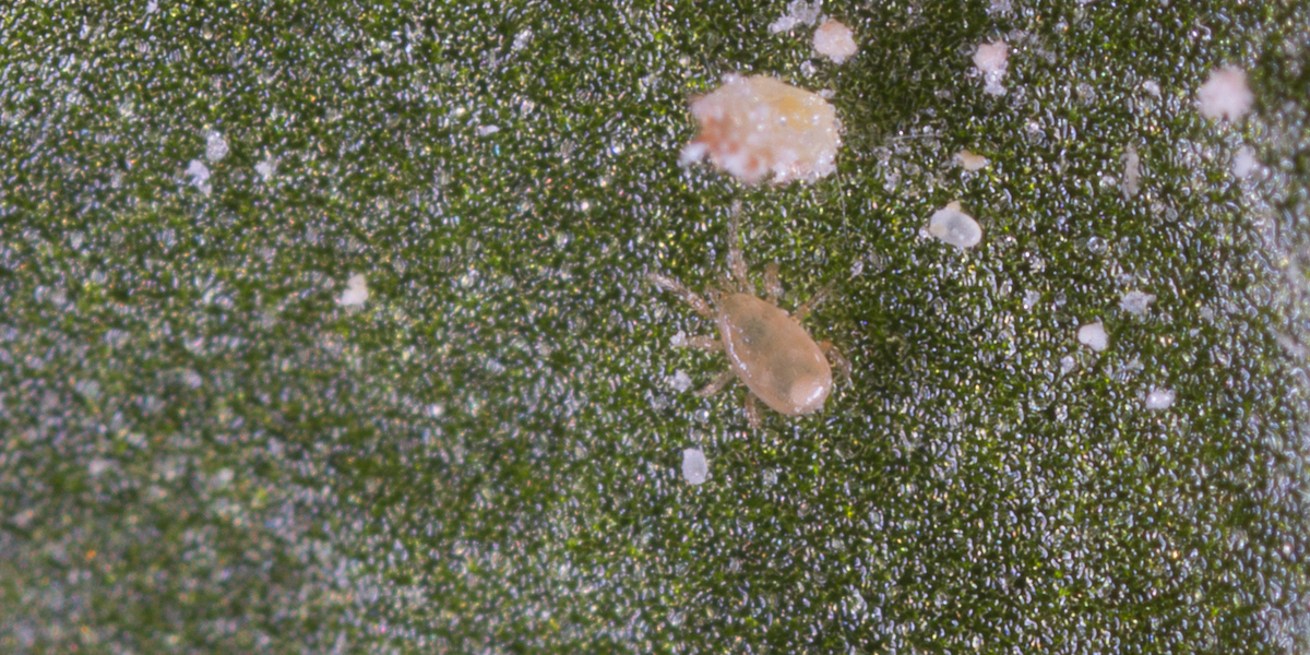 Thripex-V | Thrips Control | Predatory Mites (Neoseiulus cucumeris)