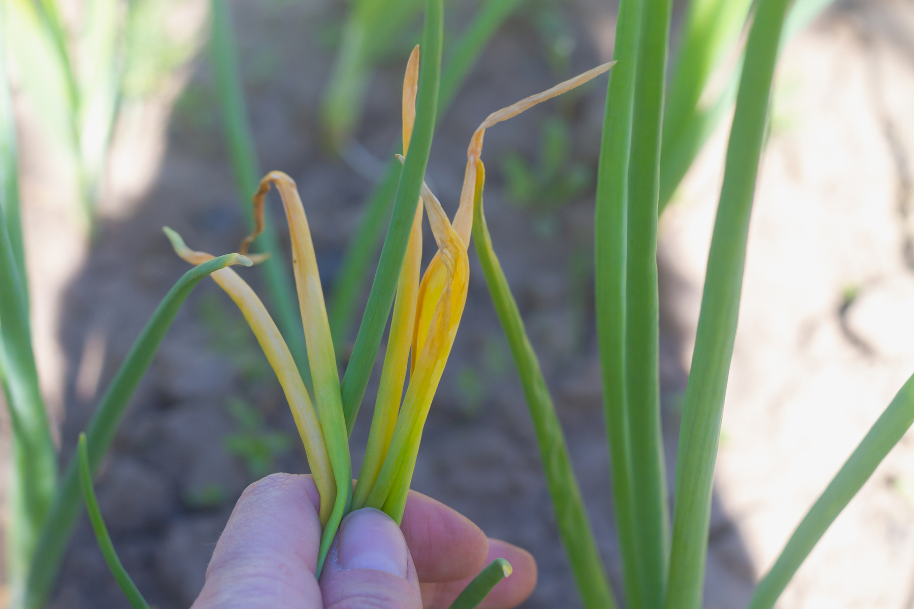 Onion fly - Biocontrol, Damage and Life Cycle