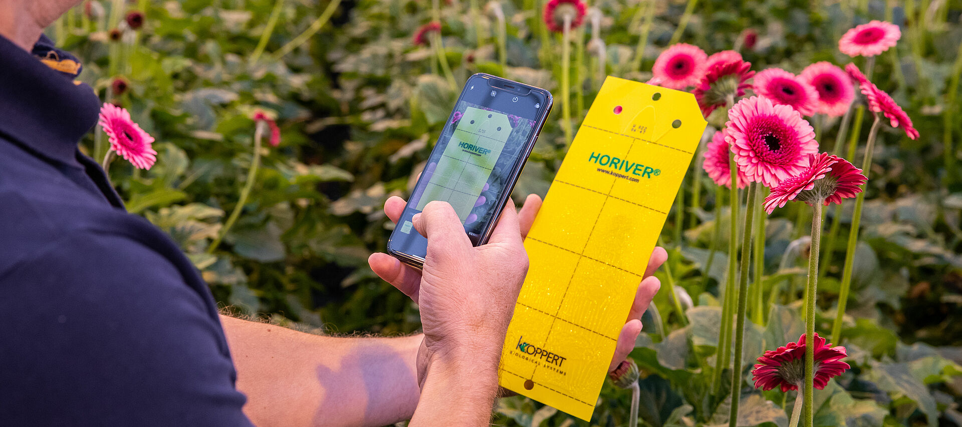 Natutec Scout | Crop Scouting Tool | Data-driven IPM