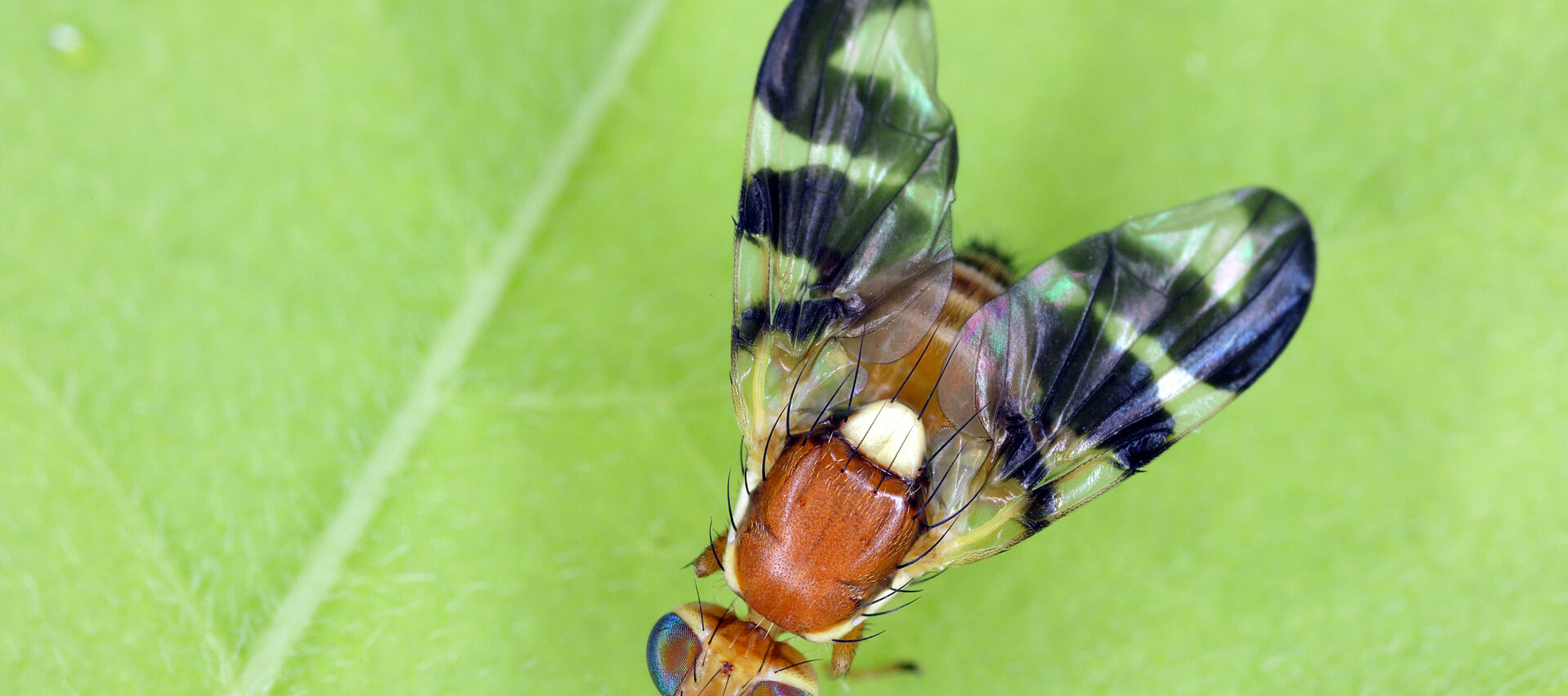 Walnut husk fly - Biocontrol, Damage and Life Cycle