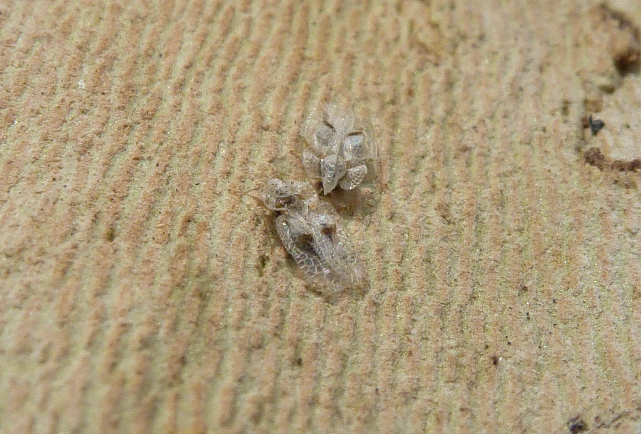 Sycamore lace bug - Biocontrol, Damage and Life Cycle