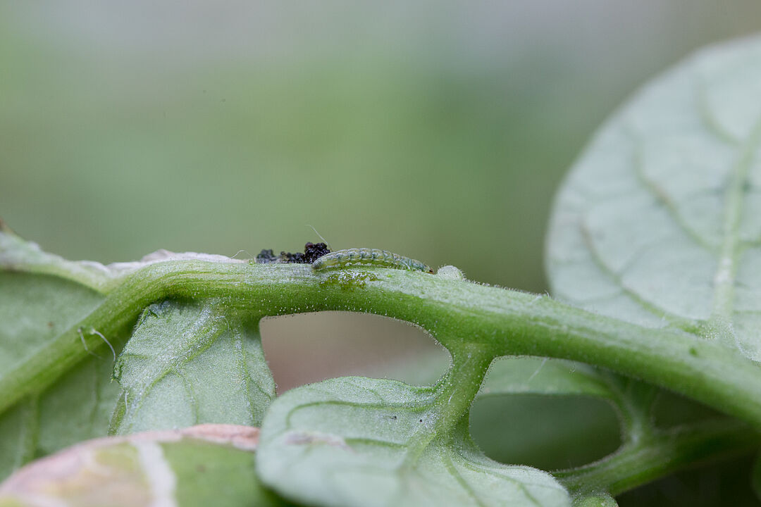 tomato leaf miner