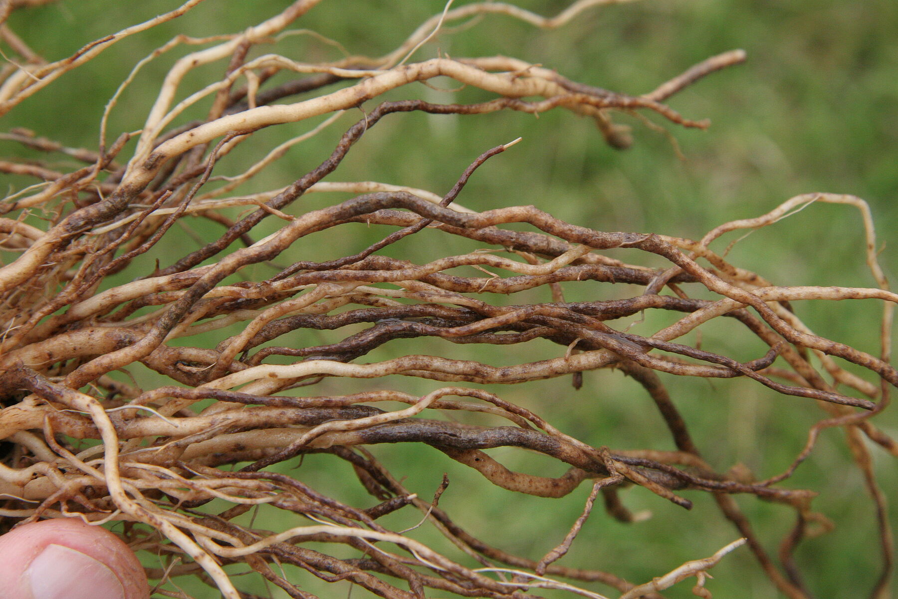 Brown root rot, corky root rot - Prevention, Control and Damage