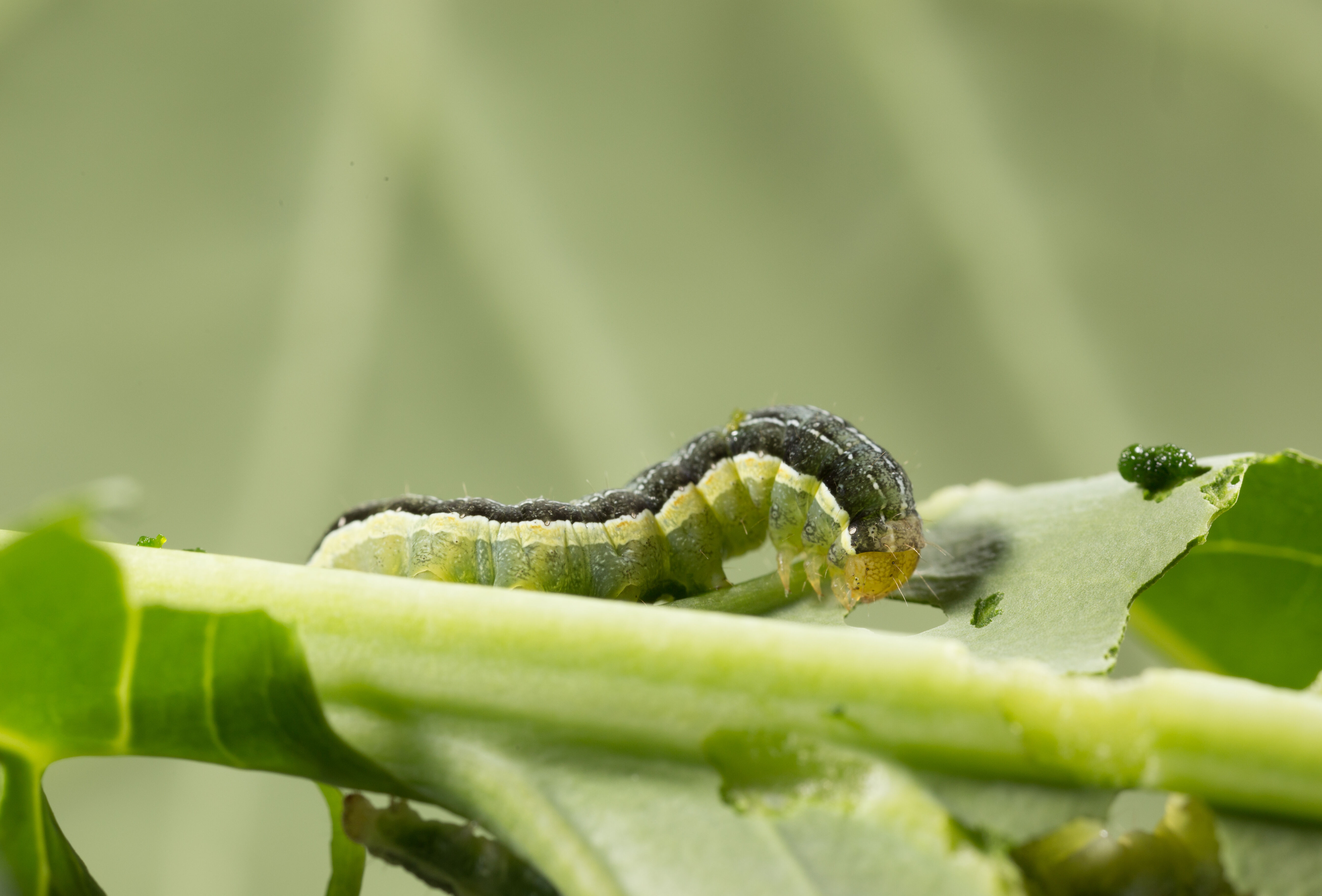 Cabbage moth - Biocontrol, Damage and Life Cycle