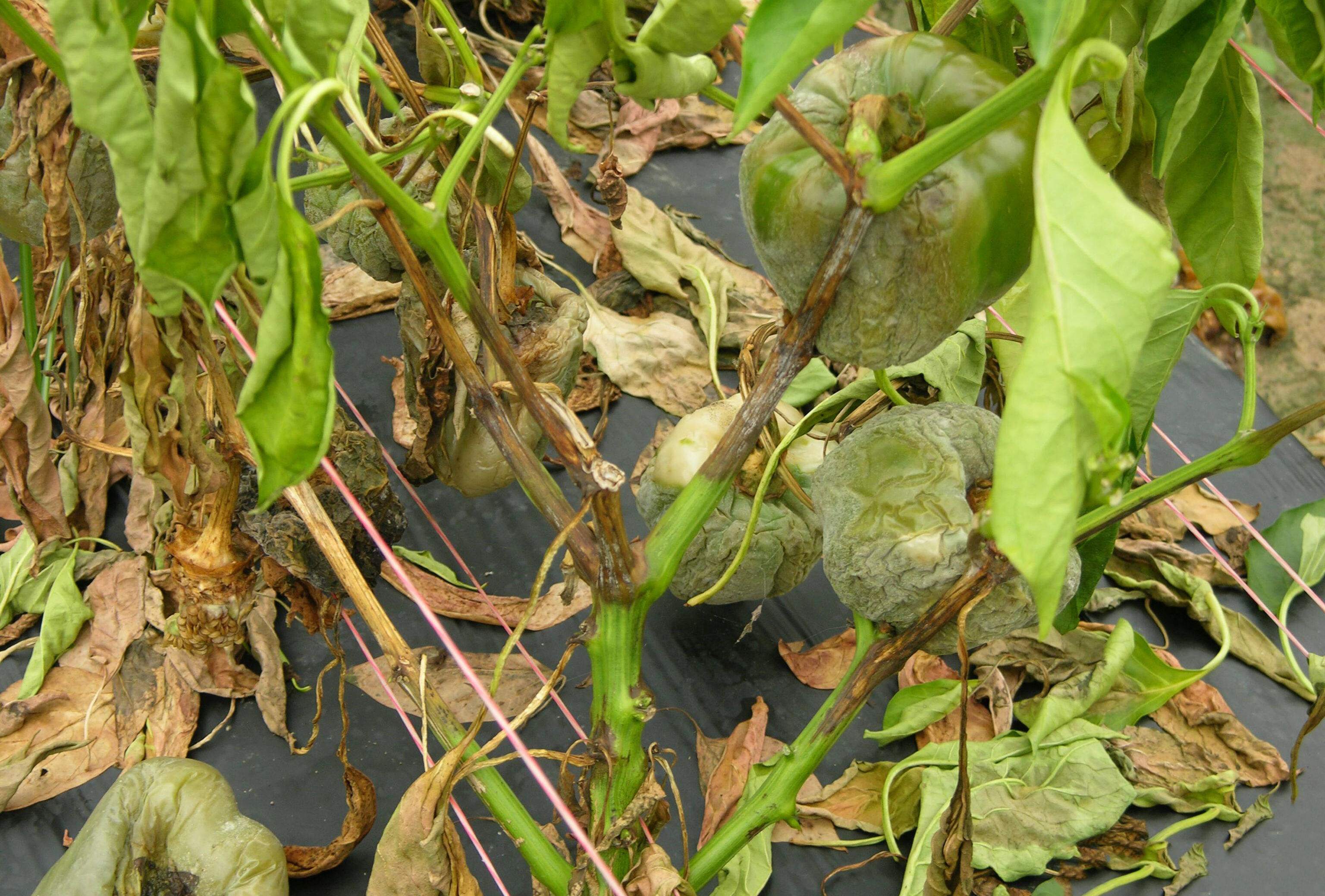 Blight of pepper - Prevention, Control and Damage