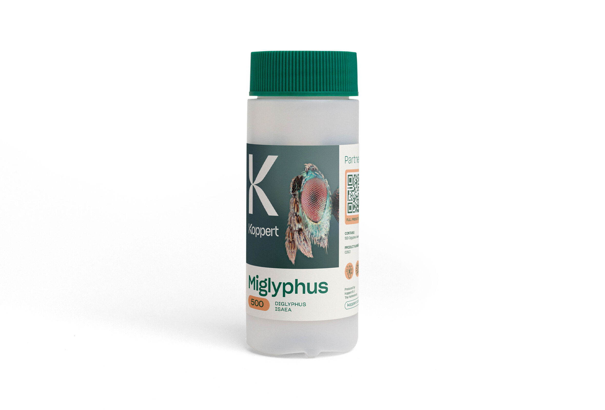 Miglyphus | Leaf Miner Control | Parasitic Wasps (Diglyphus isaea)