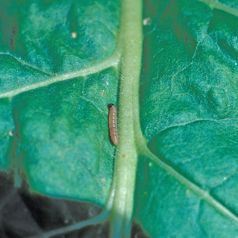 Potato tuber moth - Biocontrol, Damage and Life Cycle