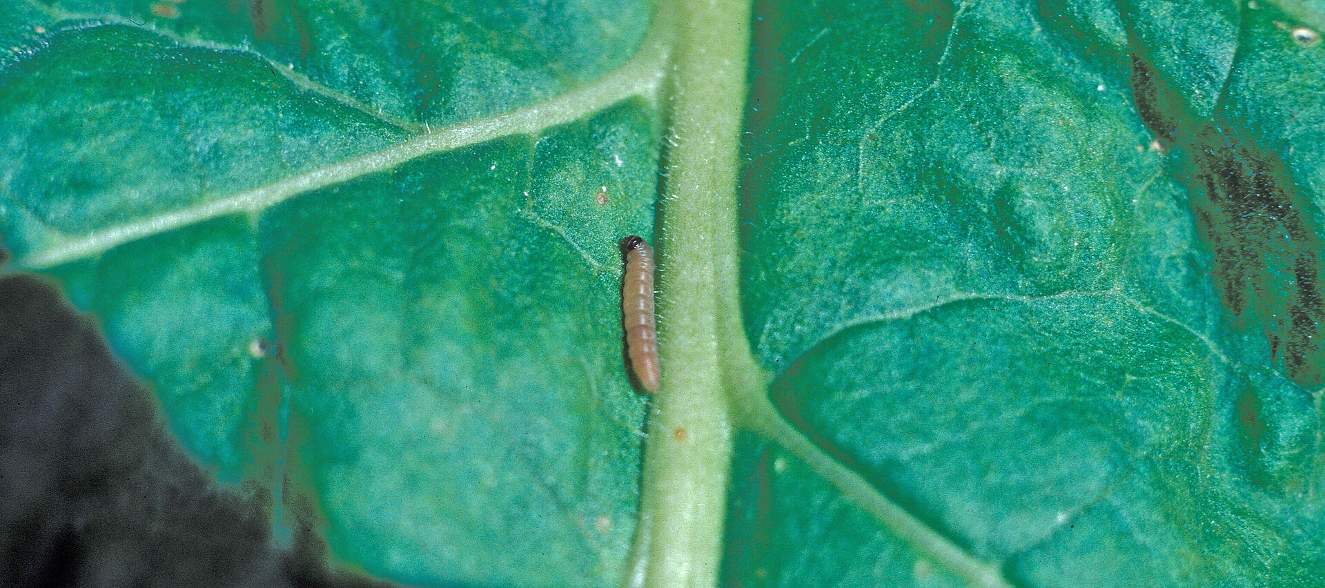 Potato tuber moth - Biocontrol, Damage and Life Cycle