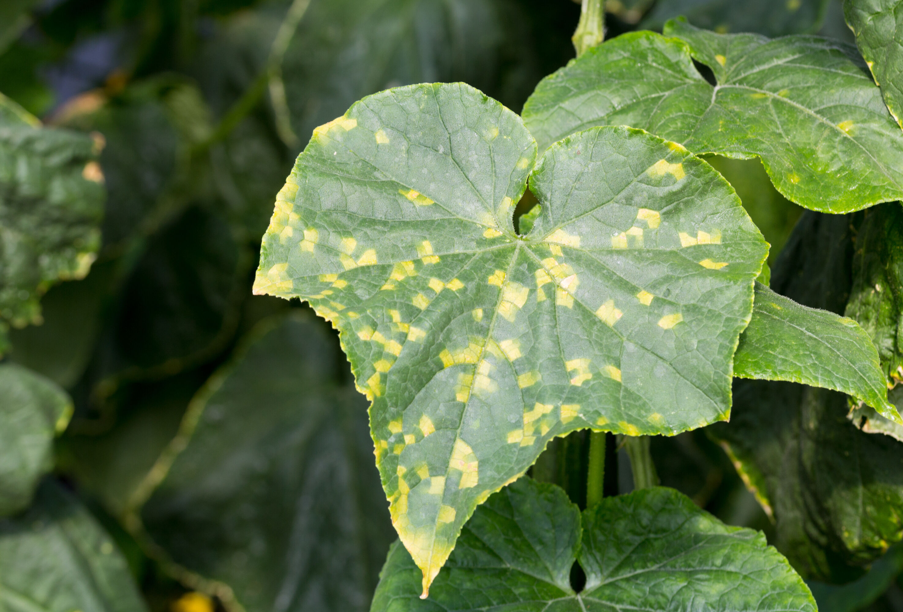 Downy mildew of Cucurbits - Prevention, Control and Damage