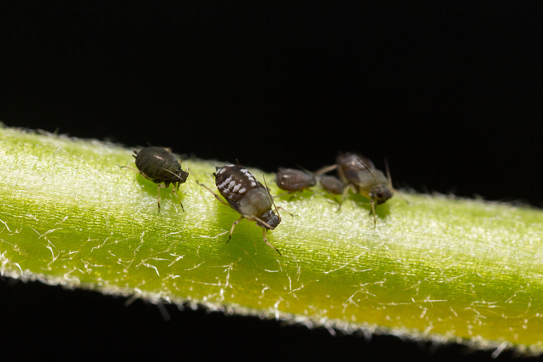 black bean aphids uk