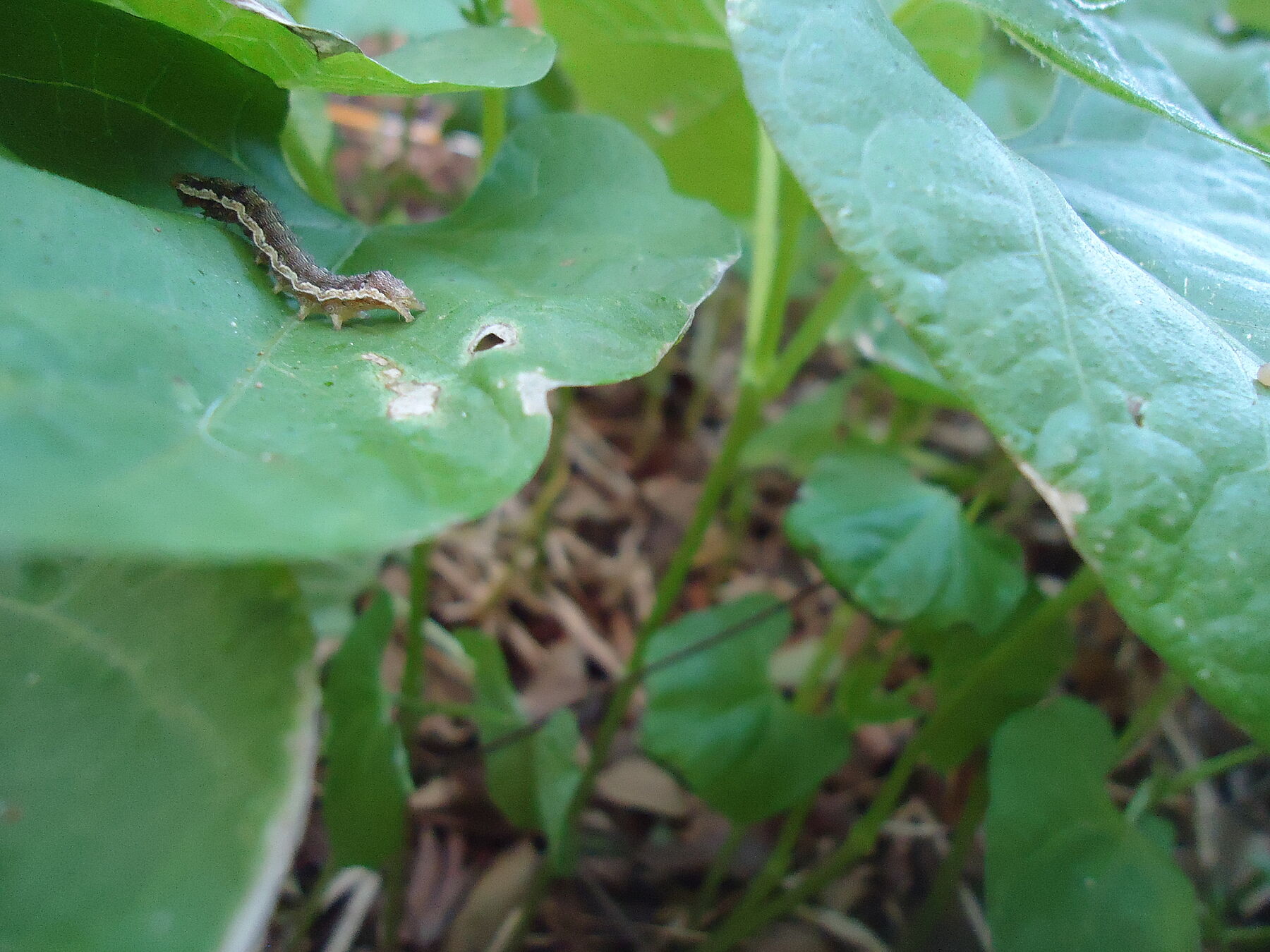 Cotton bollworm - Biocontrol, Damage and Life Cycle