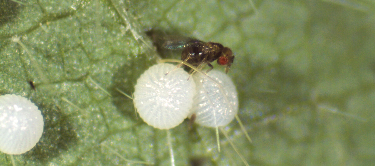 Parasitic Wasps for Pest Control