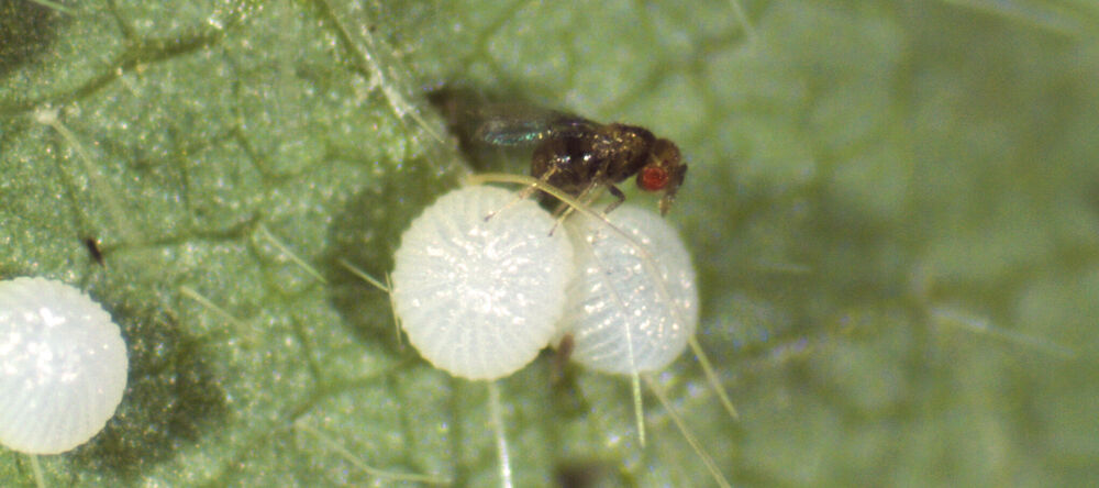 Parasitic Wasps for Pest Control