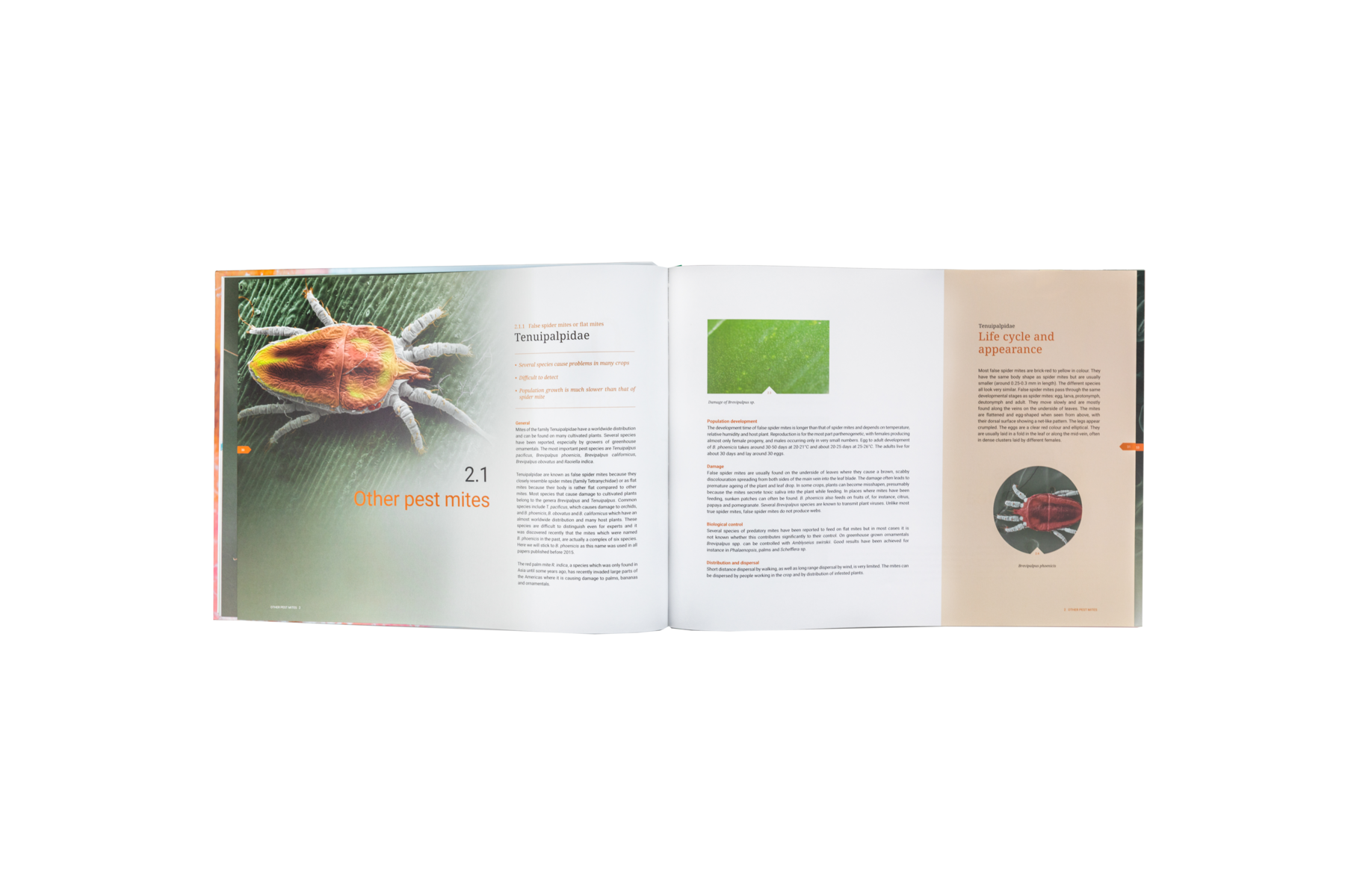 Knowing & recognizing | Koppert Global