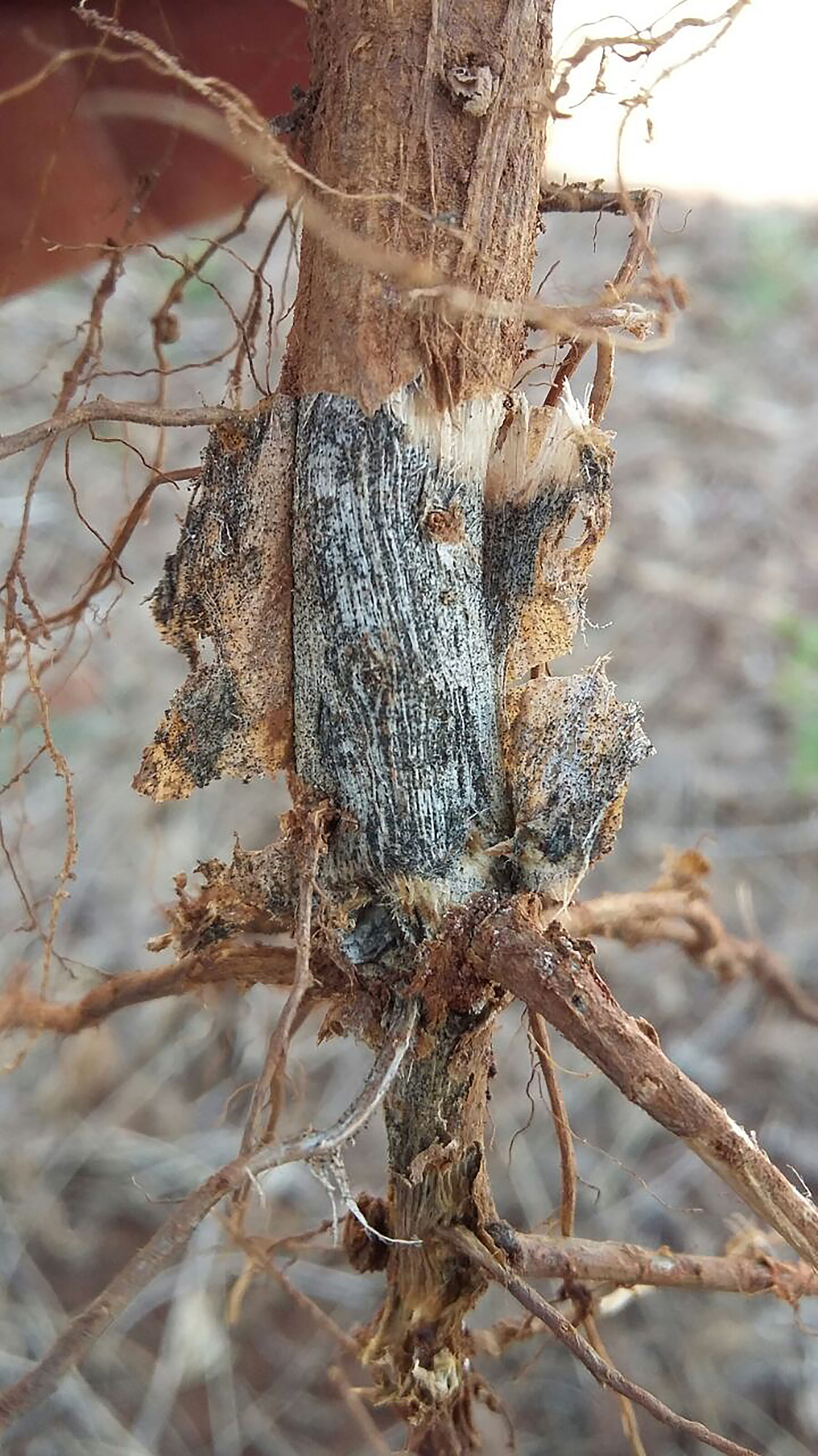 Charcoal rot - Prevention, Control and Damage