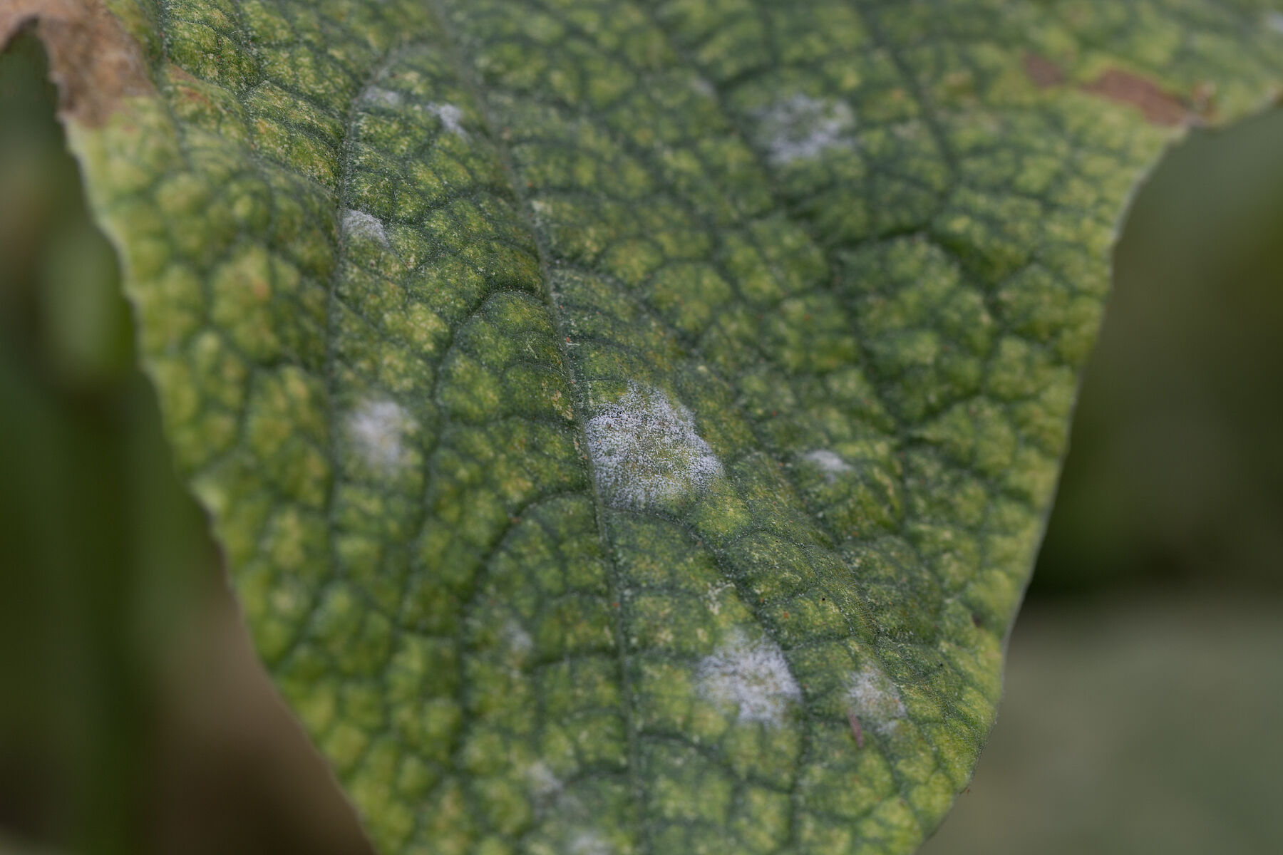 Powdery mildew - Prevention, Control and Damage