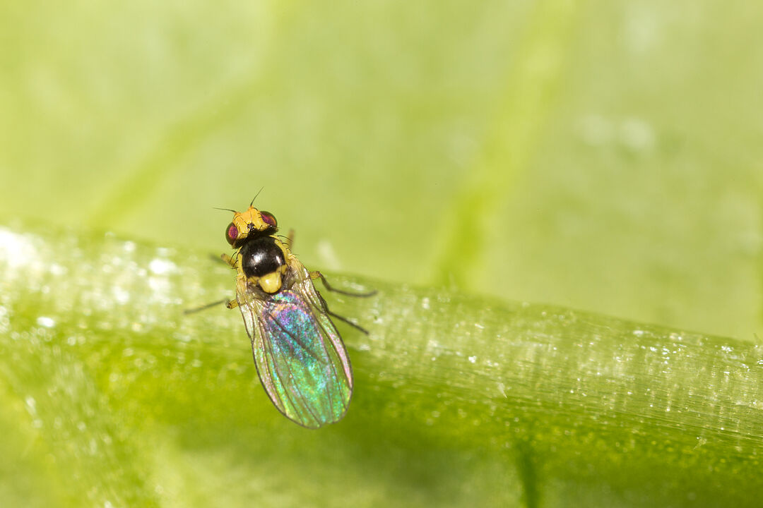 tomato leaf miner