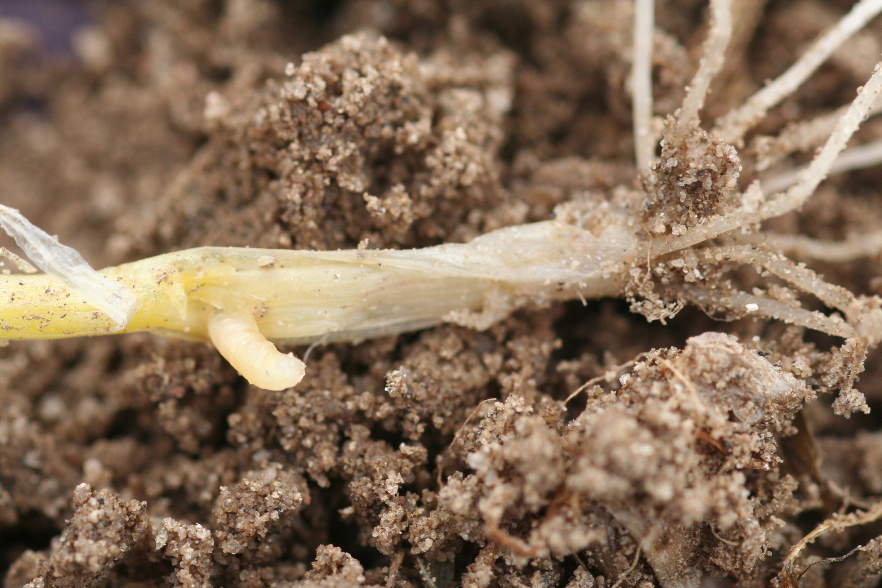 Bean Seed Fly (Delia platura) - Biocontrol, Damage and Identification