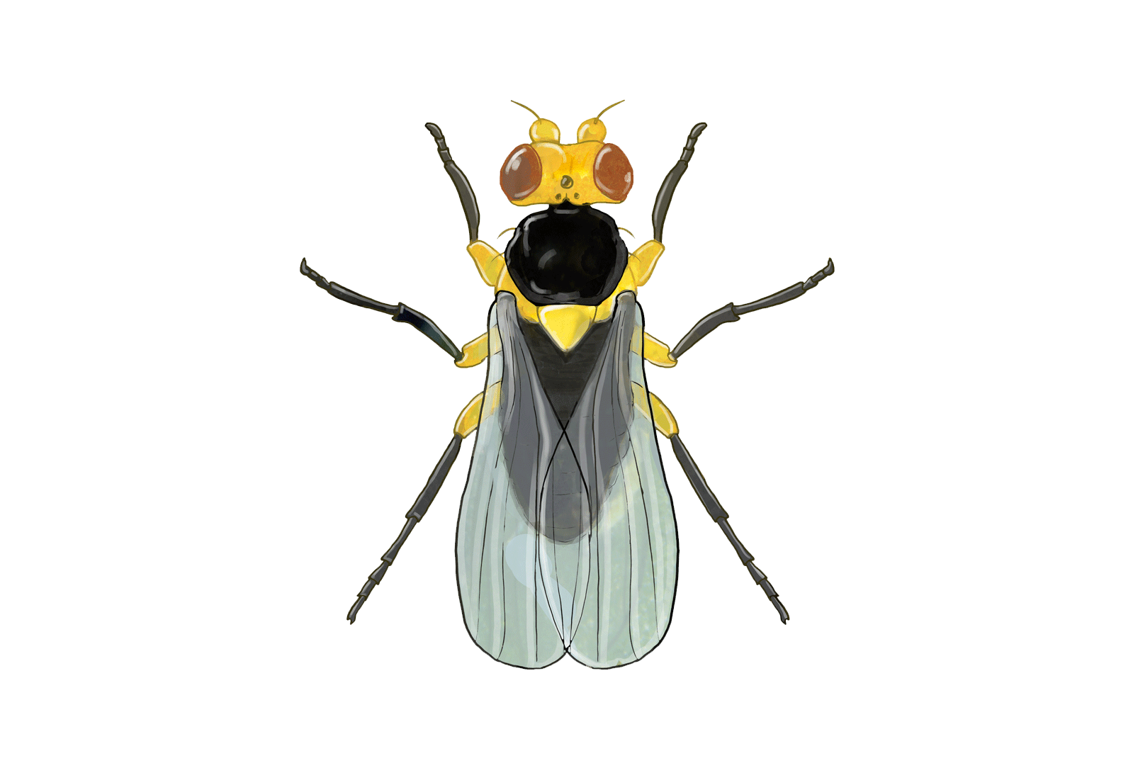 Leaf miners - Biocontrol, Damage and Life Cycle