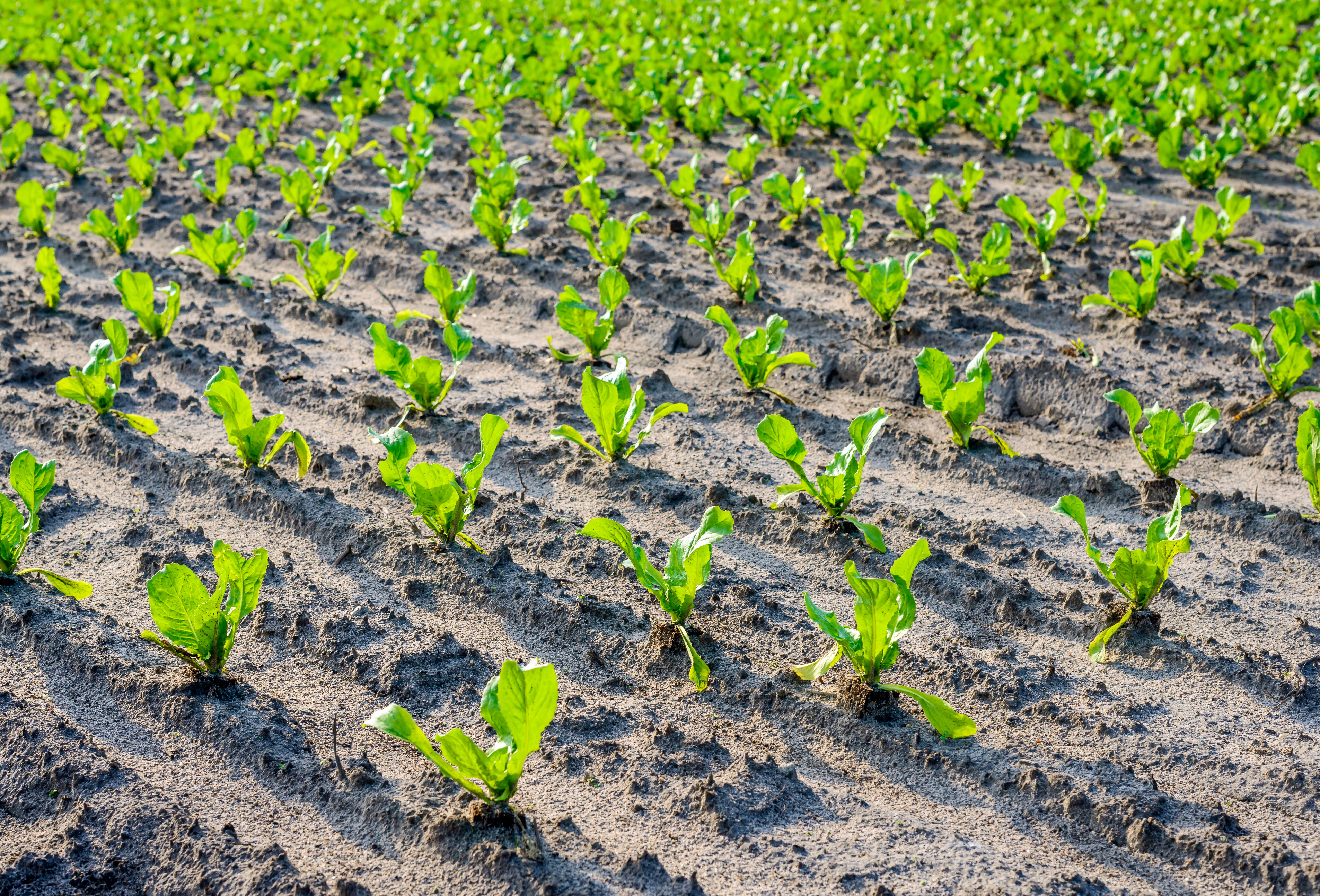 Endive | Koppert Global