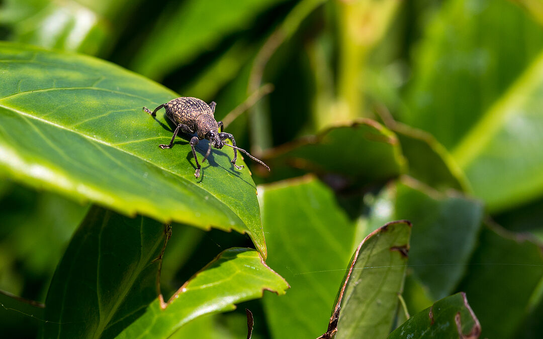 weevil