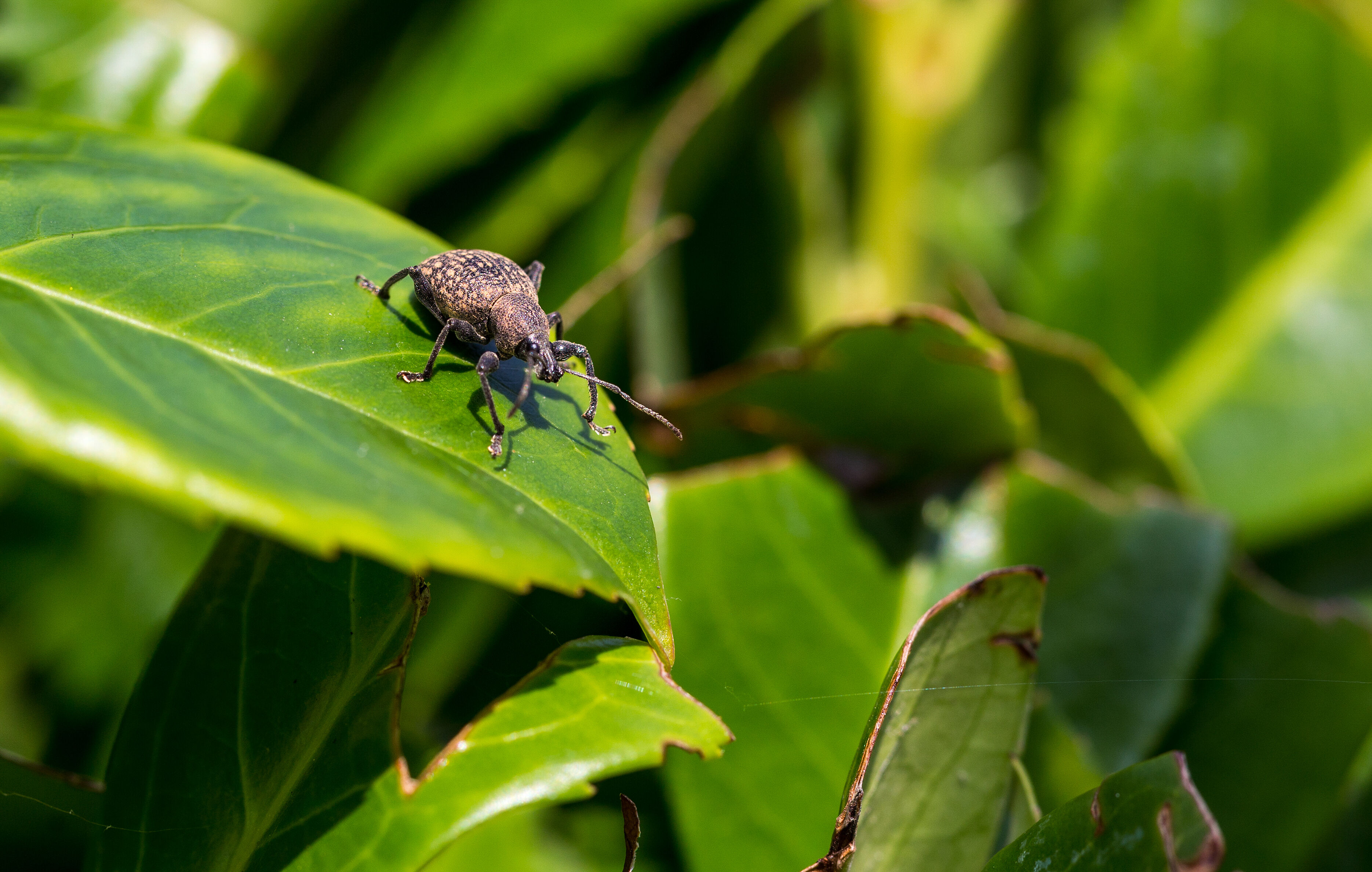 Black vine weevil - Biocontrol, Damage and Life Cycle