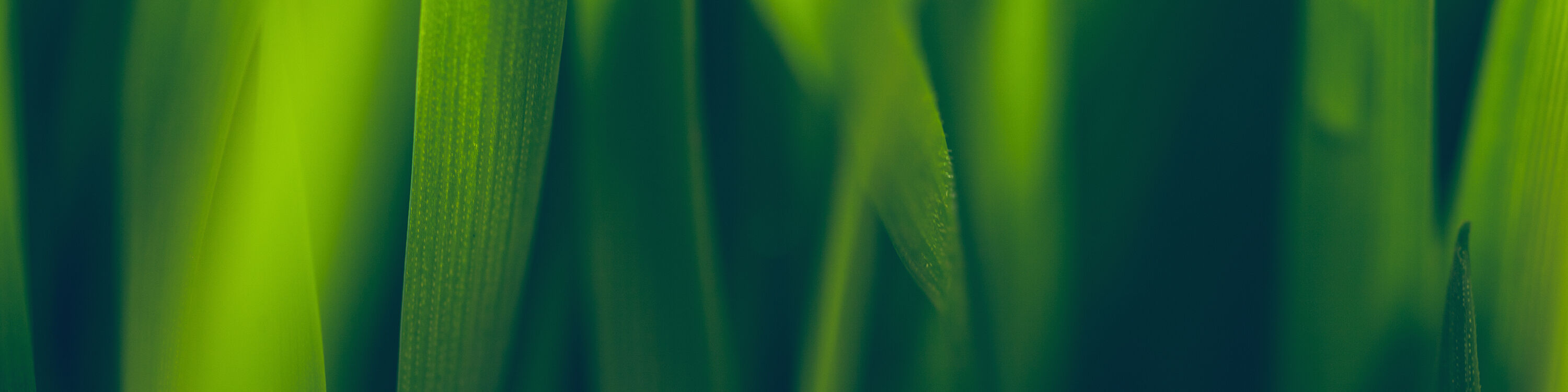 Mycotal | Control Whitefly, Thrips and Aphids | Bio-Insecticide ...