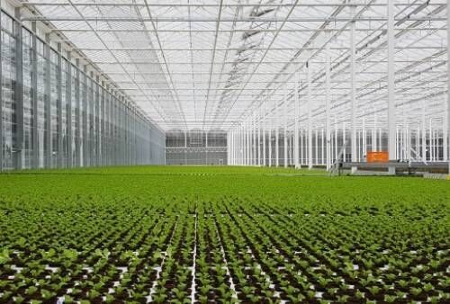 News & Information | Koppert Global