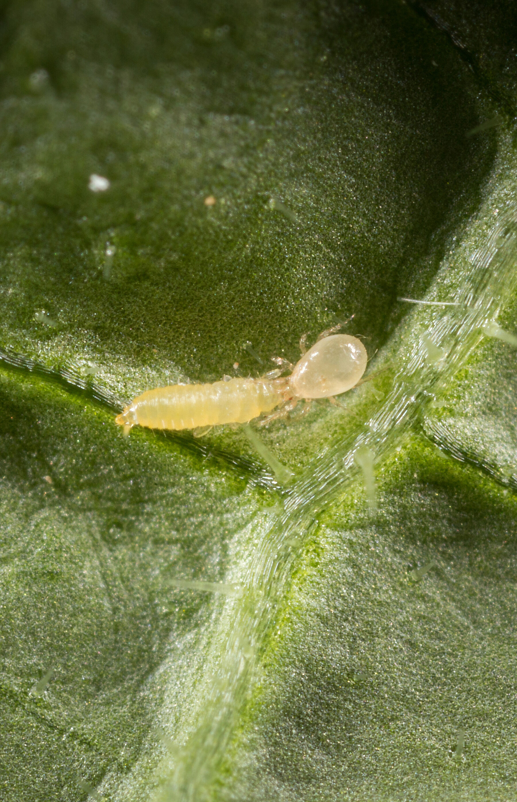 Effective thrips control with predatory mites | Koppert Global